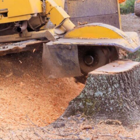 What Are My Rights With A View Obstruction from Neighbor's Tree?